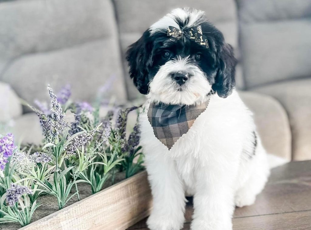 Home - Windmere Kennels is a leader in dog breeding.