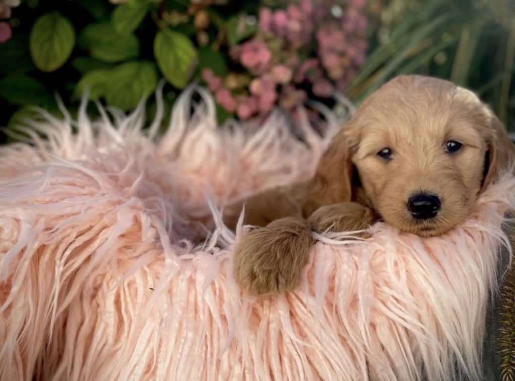 Home - Windmere Kennels is a leader in dog breeding.