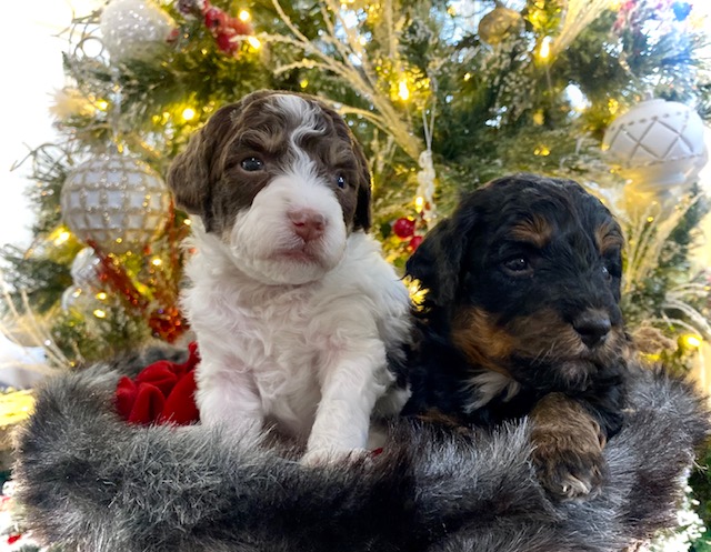 Browse Puppies - Windmere Kennels is a leader in dog breeding.