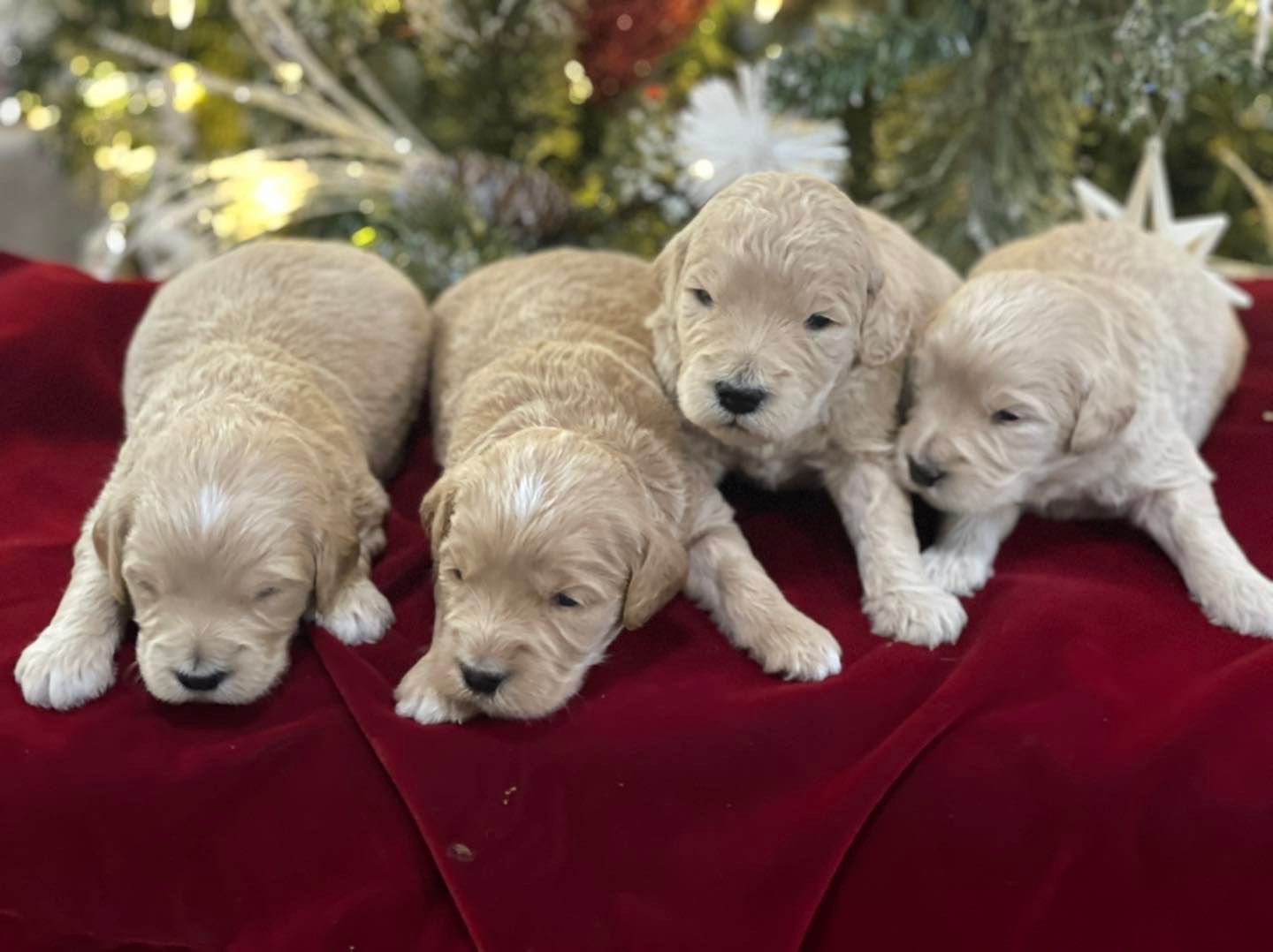 Browse Puppies - Windmere Kennels is a leader in dog breeding.