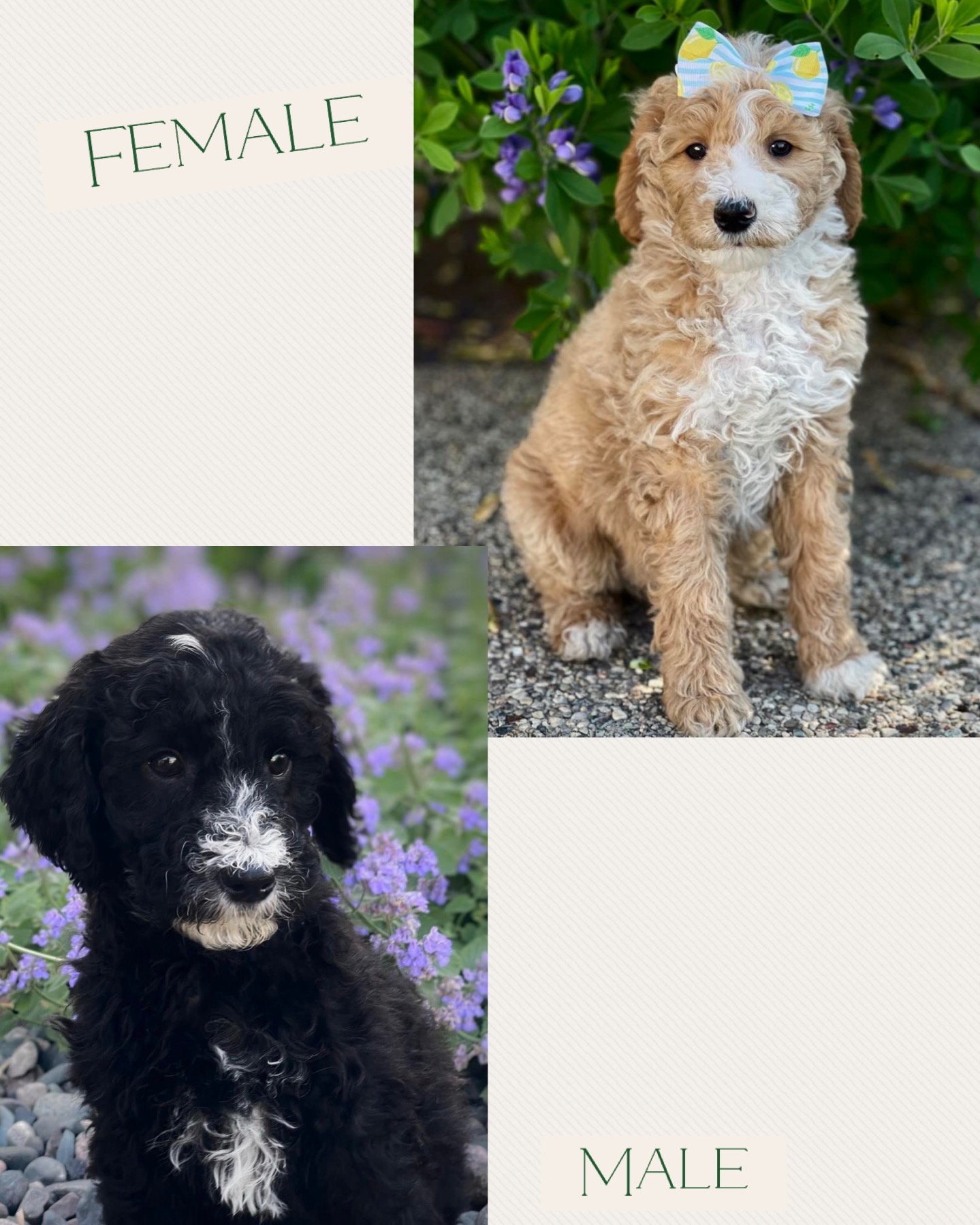 Browse Puppies - Windmere Kennels is a leader in dog breeding.