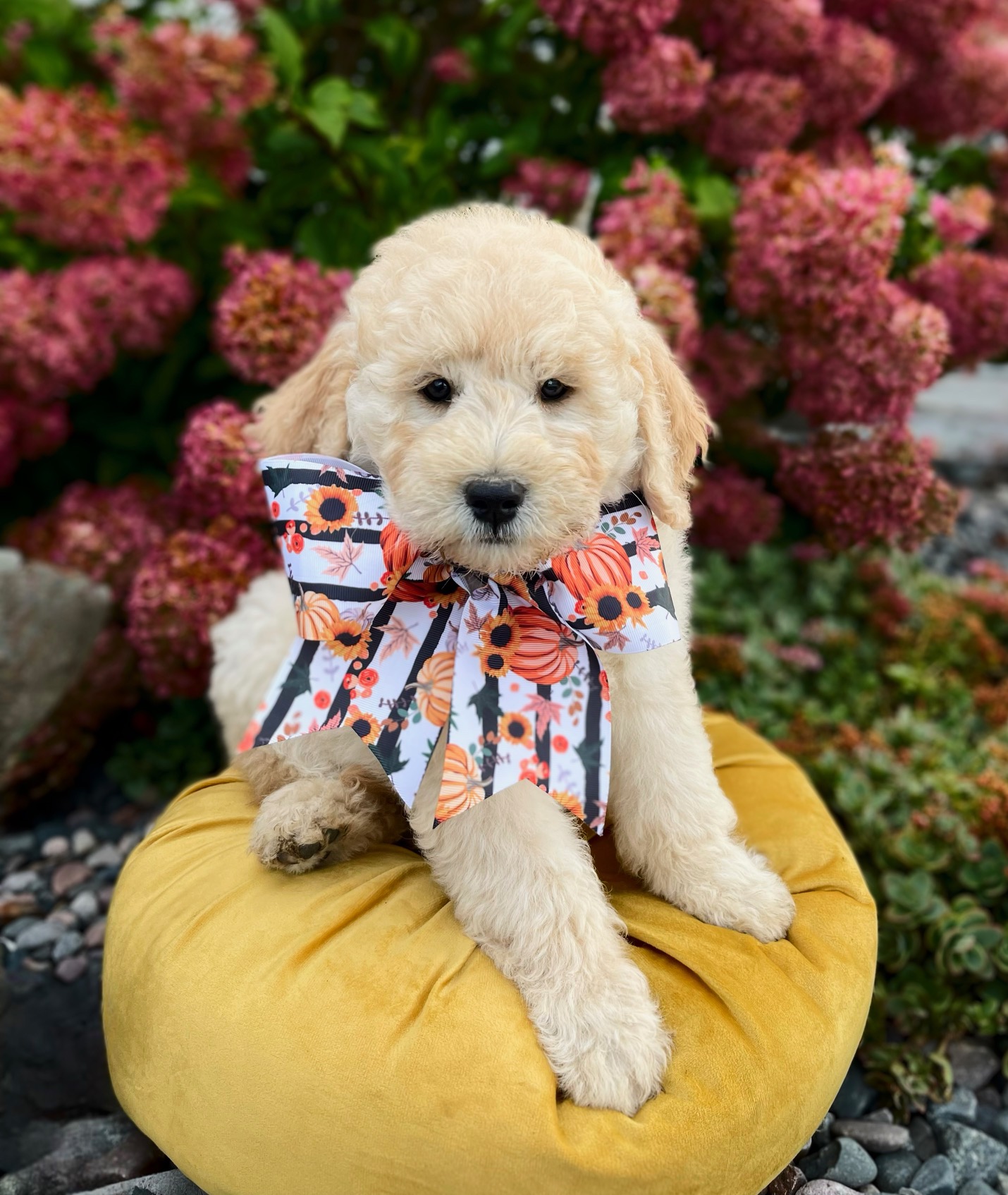 Puppies - Windmere Kennels is a leader in dog breeding.