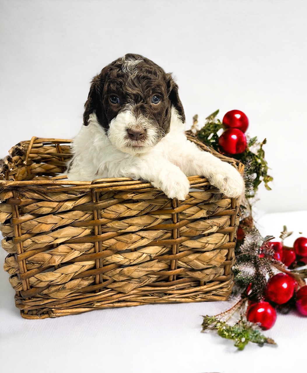 Browse Puppies - Windmere Kennels is a leader in dog breeding.