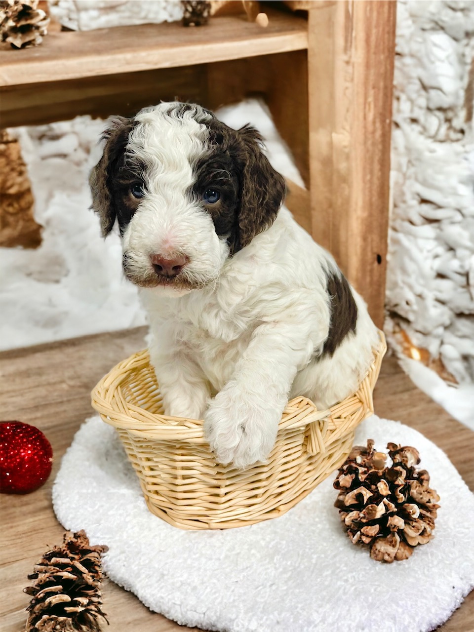 Browse Puppies - Windmere Kennels is a leader in dog breeding.