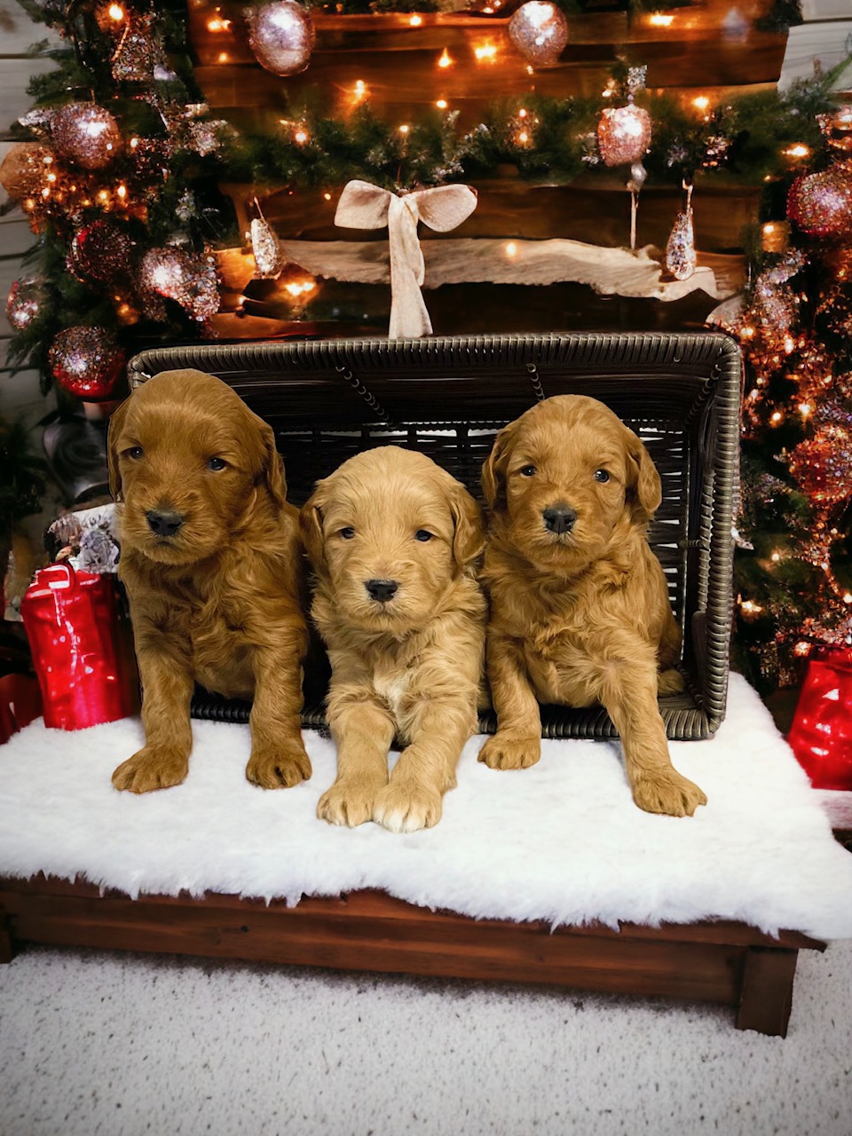 Browse Puppies - Windmere Kennels is a leader in dog breeding.