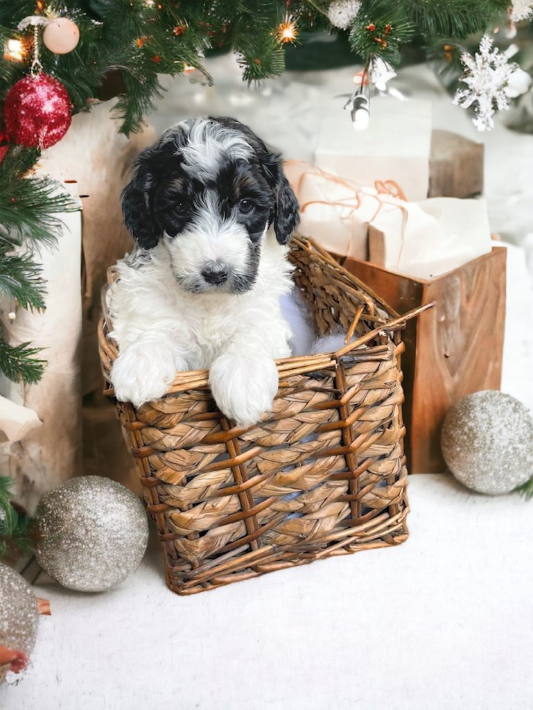 Browse Puppies - Windmere Kennels is a leader in dog breeding.