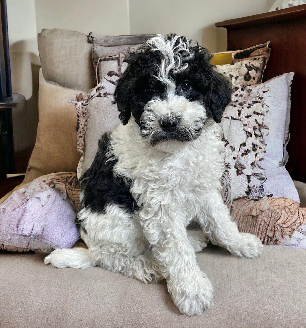 Browse Puppies - Windmere Kennels is a leader in dog breeding.