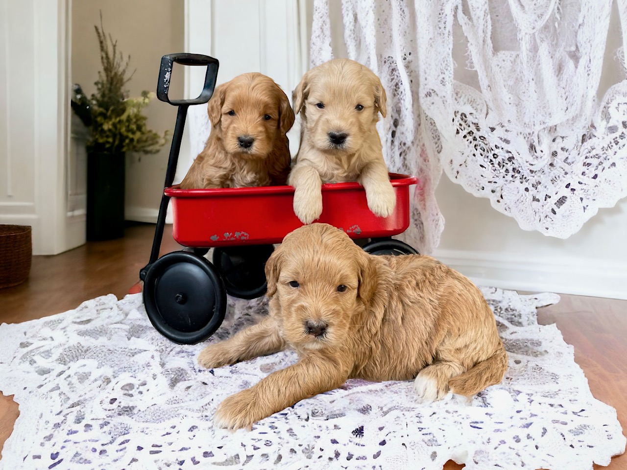 Browse Puppies - Windmere Kennels is a leader in dog breeding.