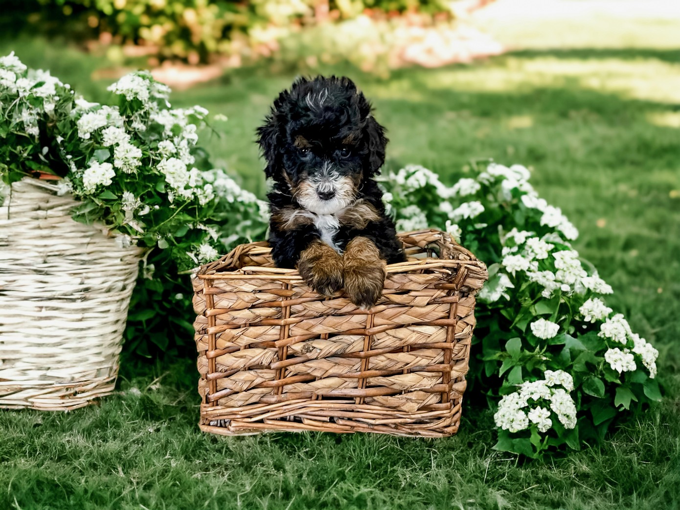 Browse Puppies - Windmere Kennels is a leader in dog breeding.