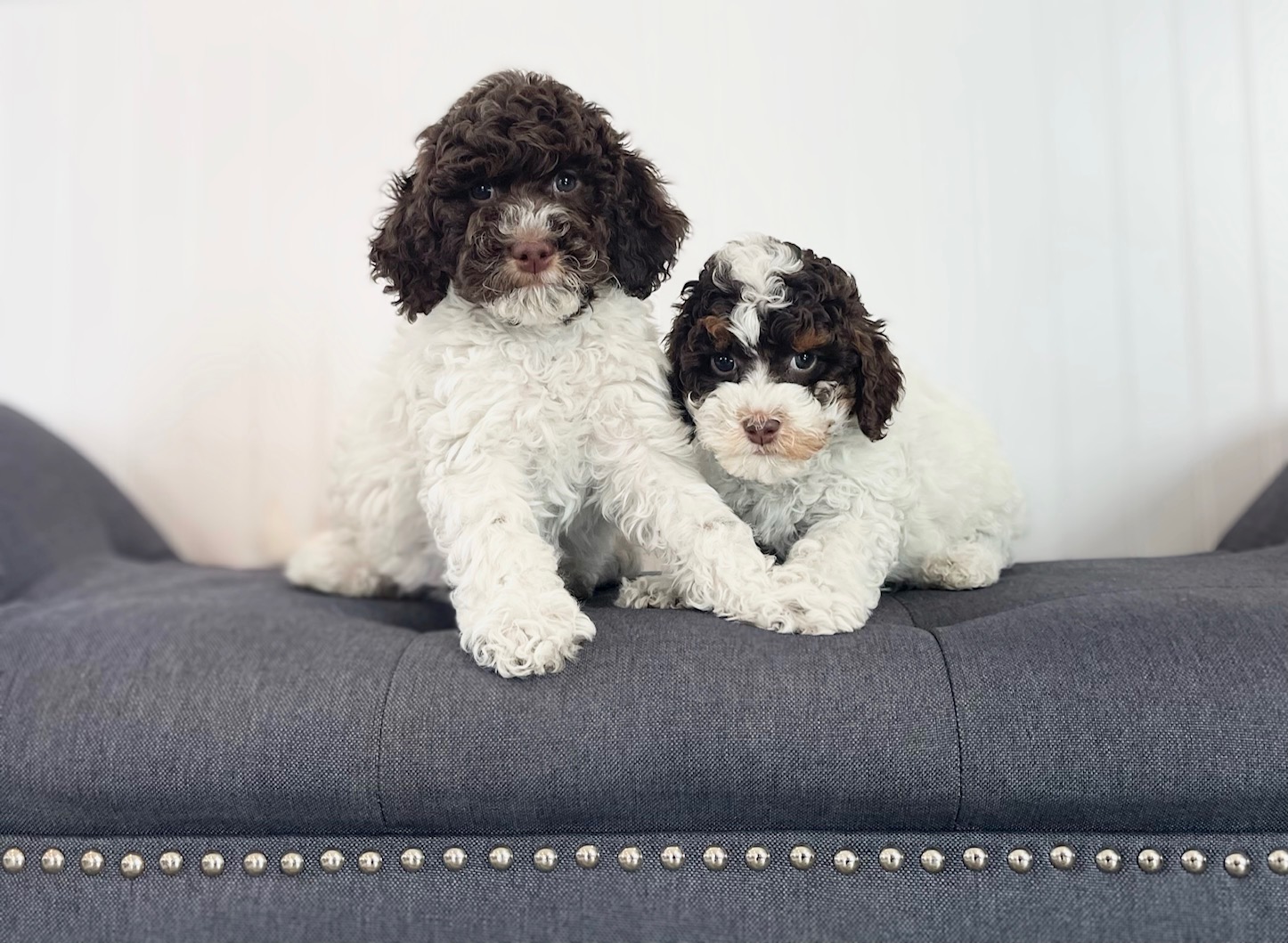 Browse Puppies - Windmere Kennels is a leader in dog breeding.