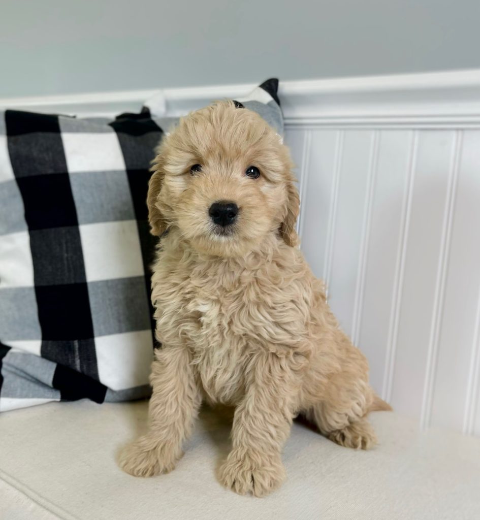 Browse Puppies - Windmere Kennels is a leader in dog breeding.