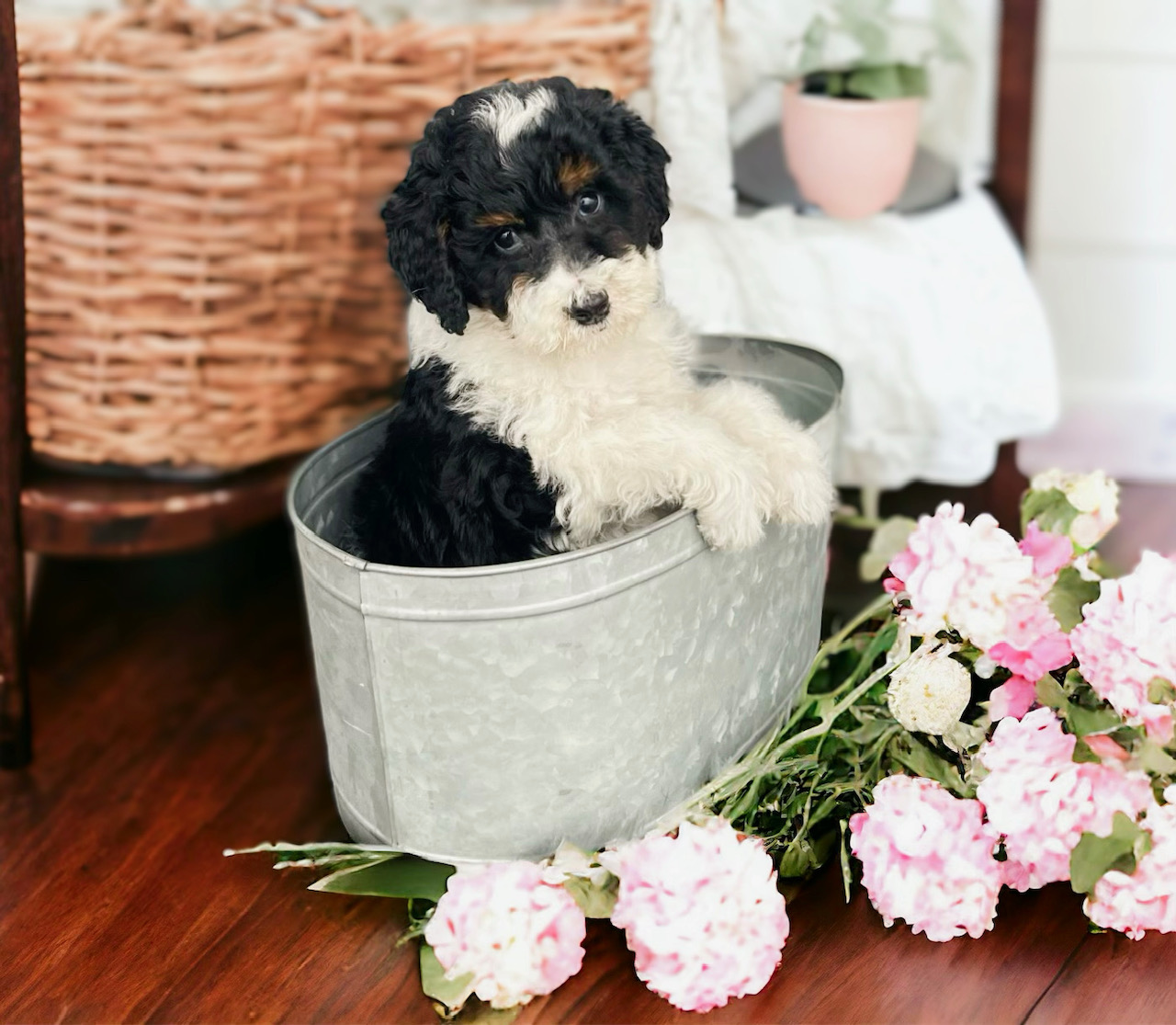 Browse Puppies - Windmere Kennels is a leader in dog breeding.