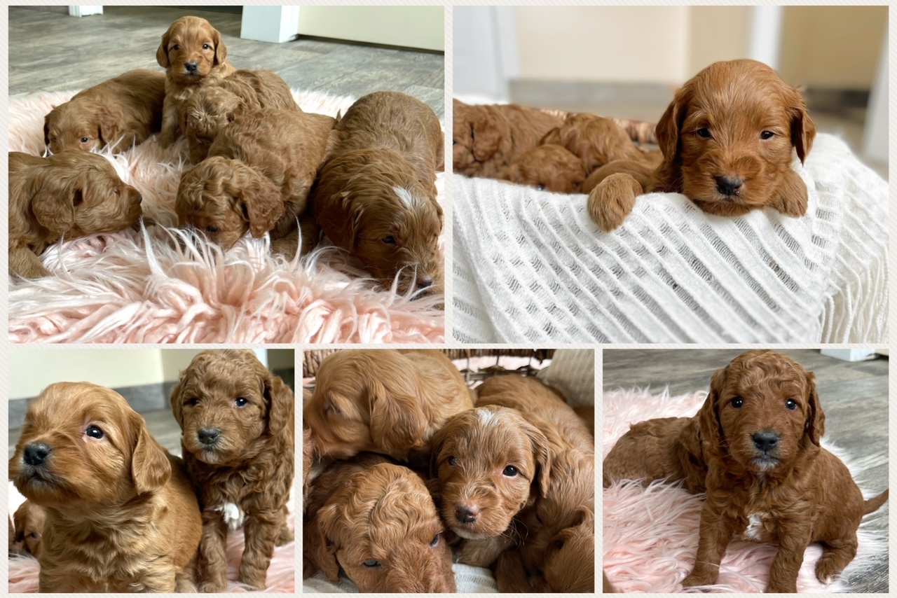 Browse Puppies - Windmere Kennels is a leader in dog breeding.