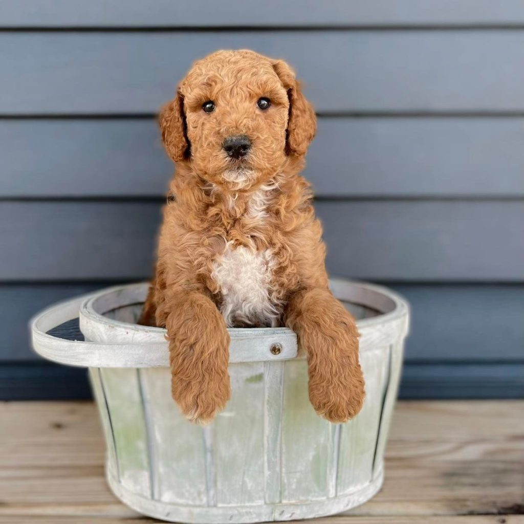 Browse Puppies - Windmere Kennels is a leader in dog breeding.