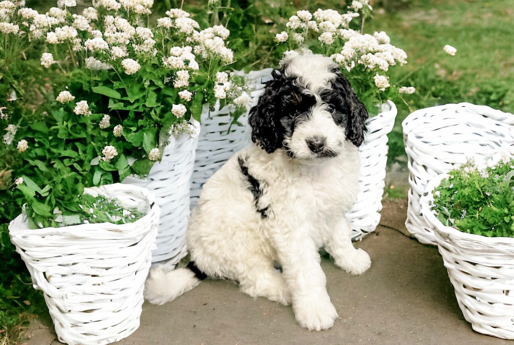 Browse Puppies - Windmere Kennels is a leader in dog breeding.