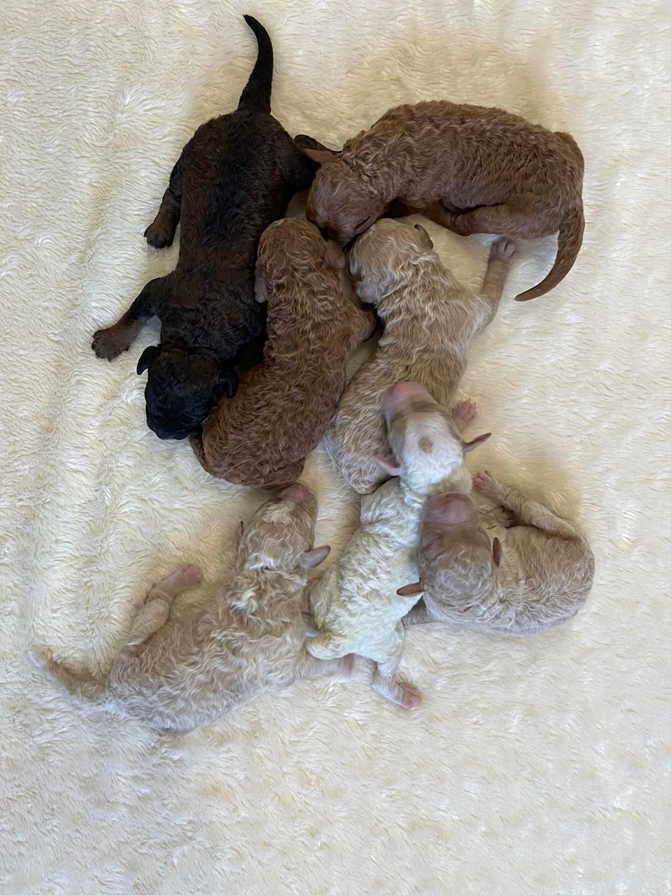 Browse Puppies - Windmere Kennels is a leader in dog breeding.