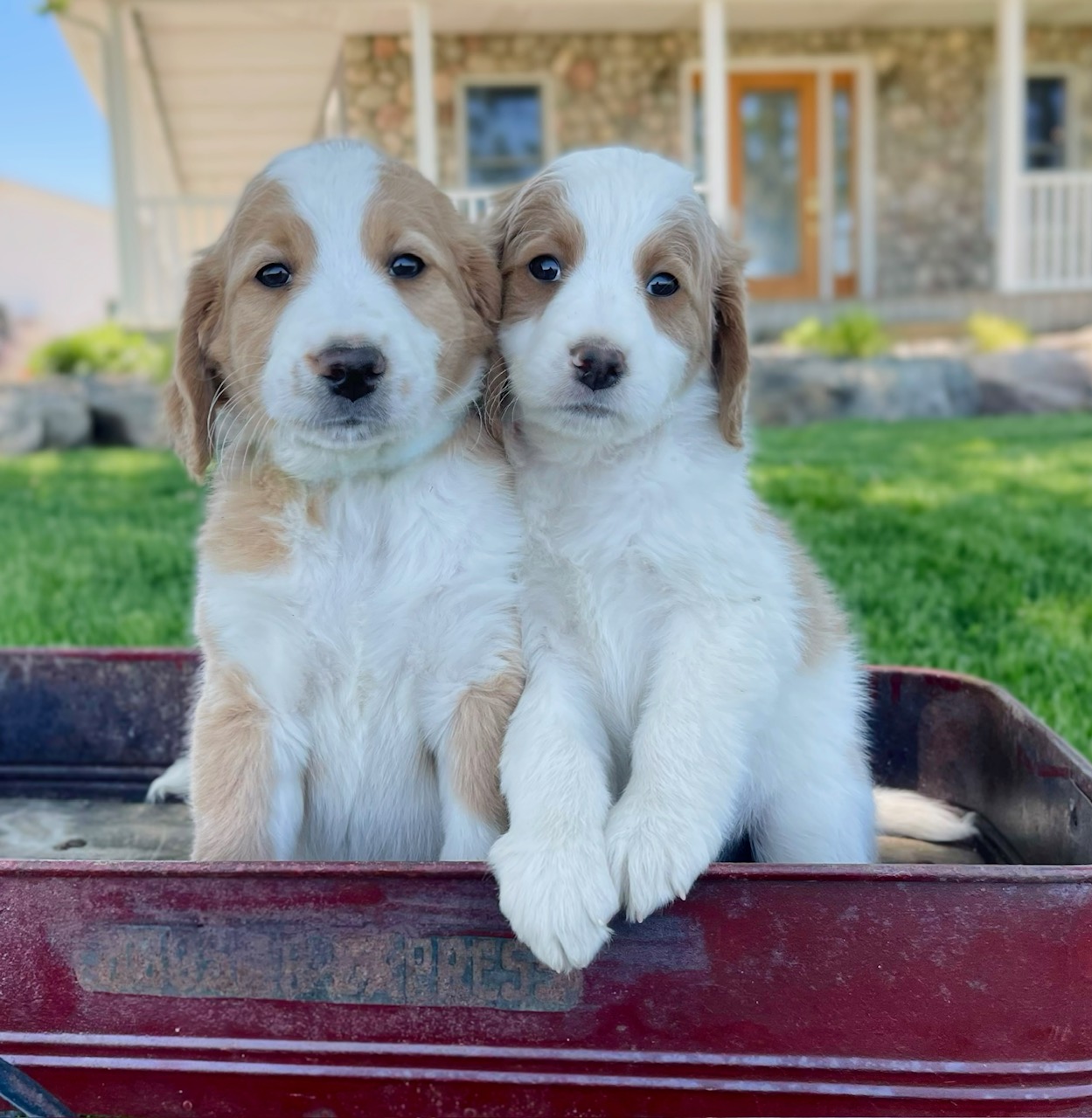 Browse Puppies - Windmere Kennels is a leader in dog breeding.