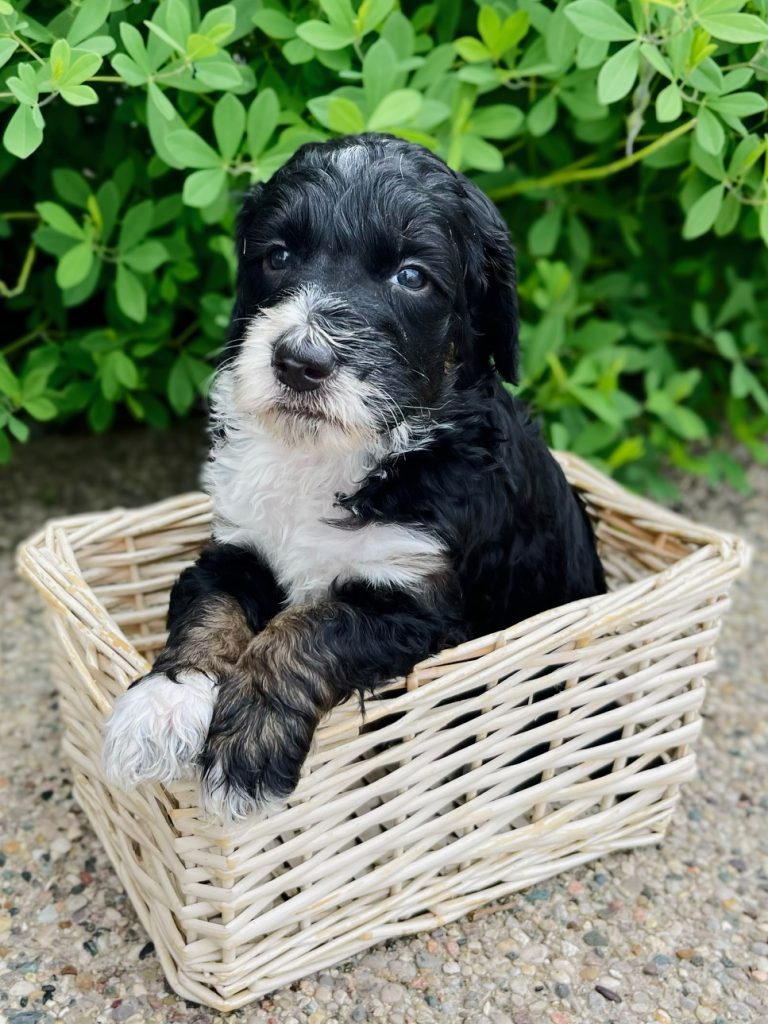 Browse Puppies - Windmere Kennels is a leader in dog breeding.