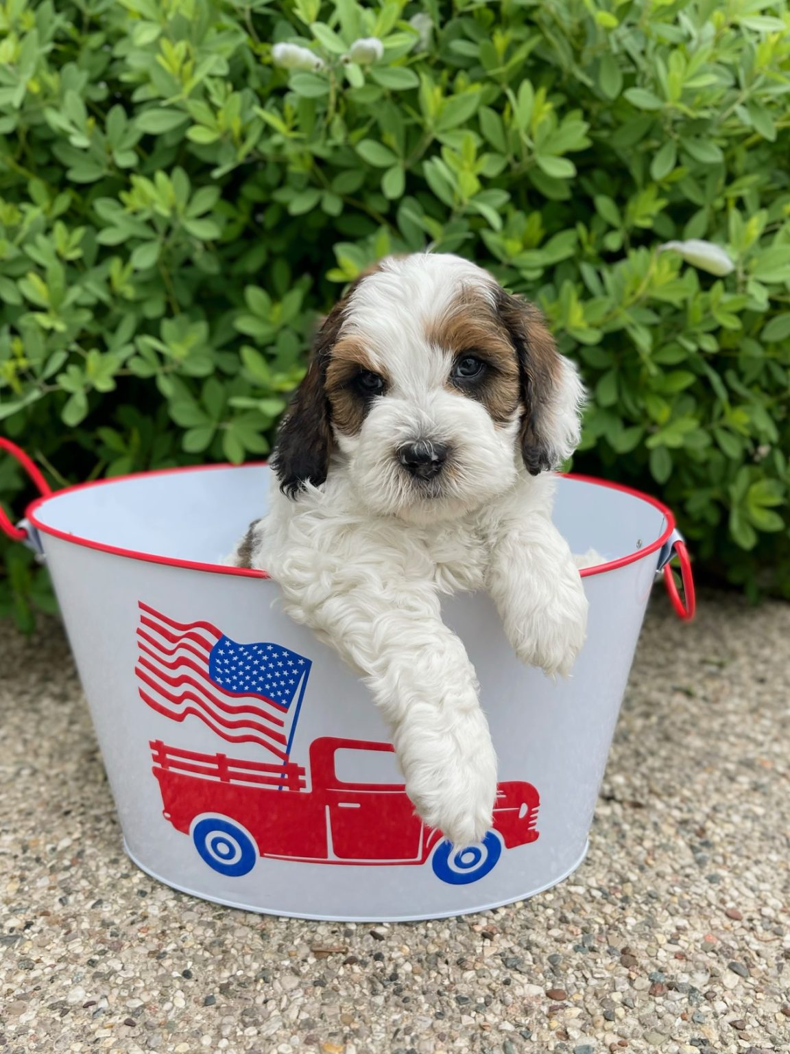 Browse Puppies - Windmere Kennels is a leader in dog breeding.