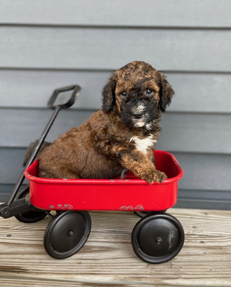 Browse Puppies - Windmere Kennels is a leader in dog breeding.