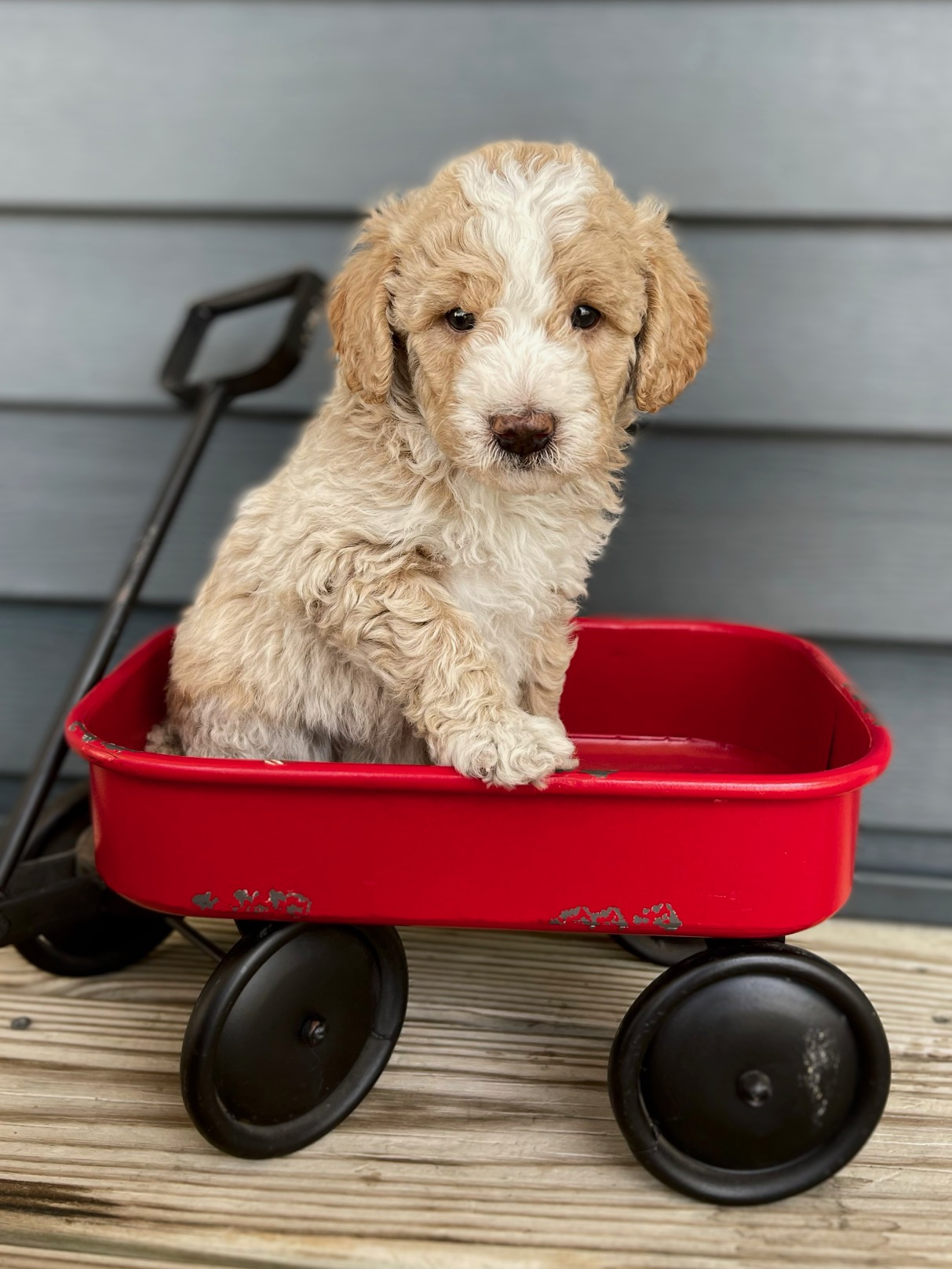 Browse Puppies - Windmere Kennels is a leader in dog breeding.