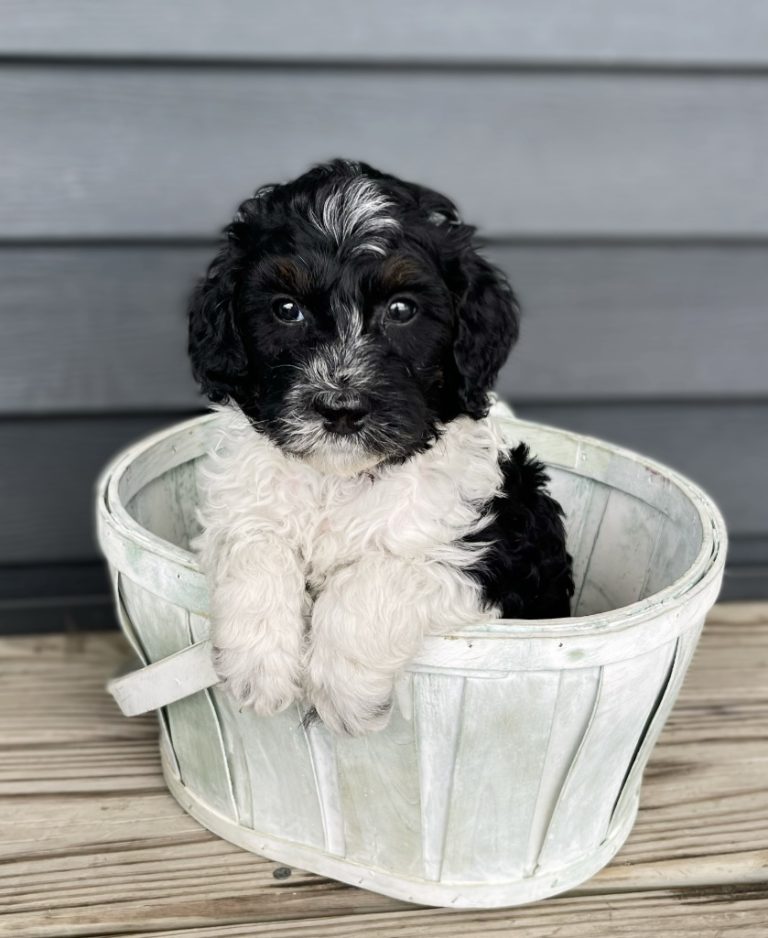 Browse Puppies - Windmere Kennels is a leader in dog breeding.