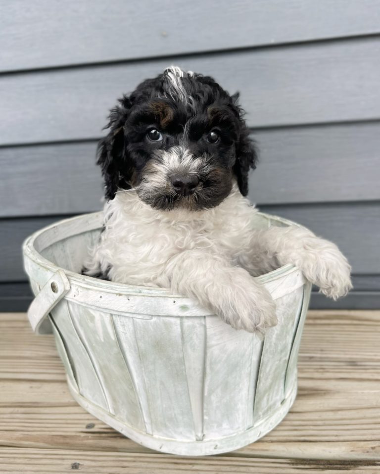 Browse Puppies - Windmere Kennels is a leader in dog breeding.