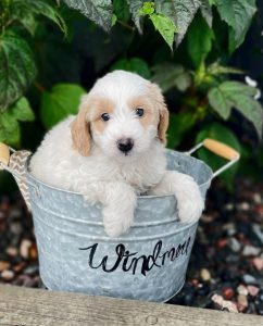 Browse Puppies - Windmere Kennels is a leader in dog breeding.