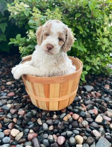 Browse Puppies - Windmere Kennels is a leader in dog breeding.