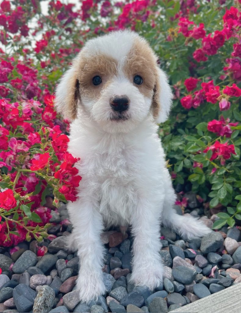 Browse Puppies - Windmere Kennels is a leader in dog breeding.