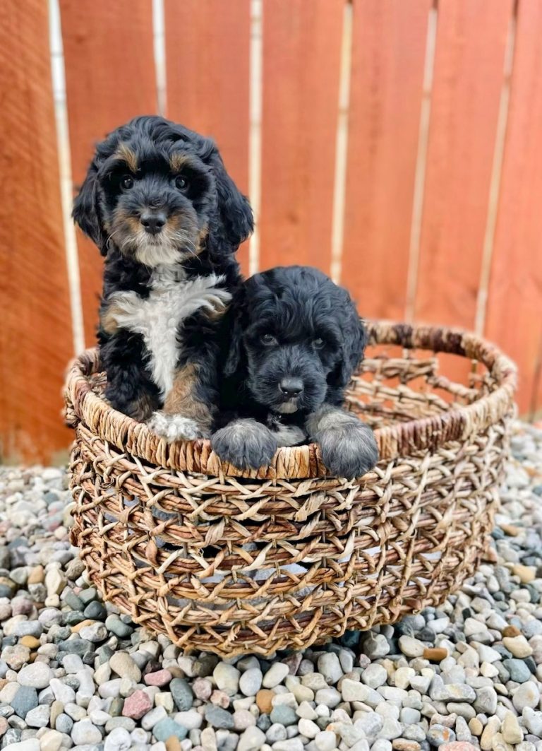 Puppies - Windmere Kennels is a leader in dog breeding.