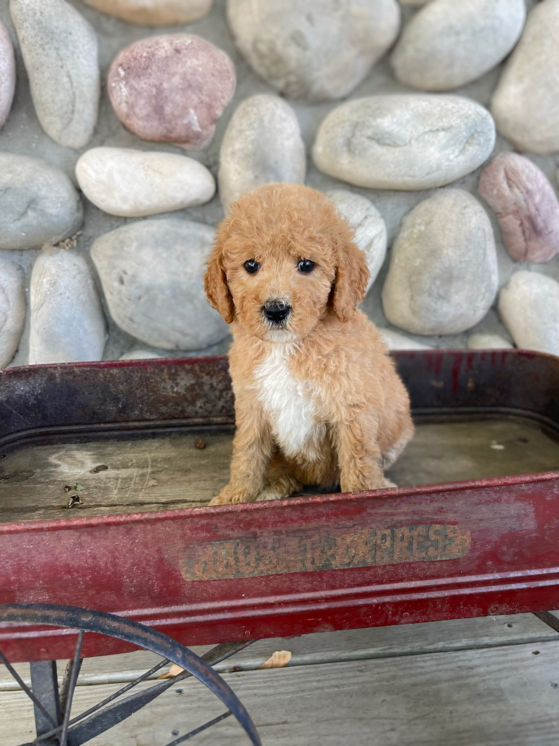 Browse Puppies - Windmere Kennels is a leader in dog breeding.