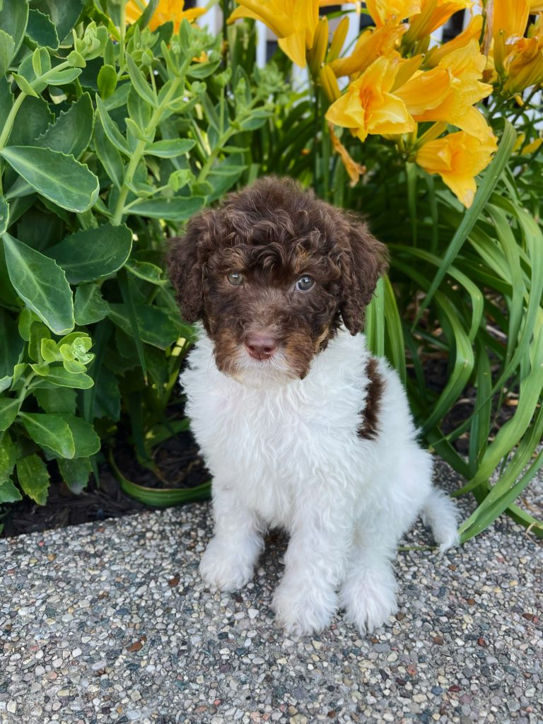 Home - Windmere Kennels is a leader in dog breeding.