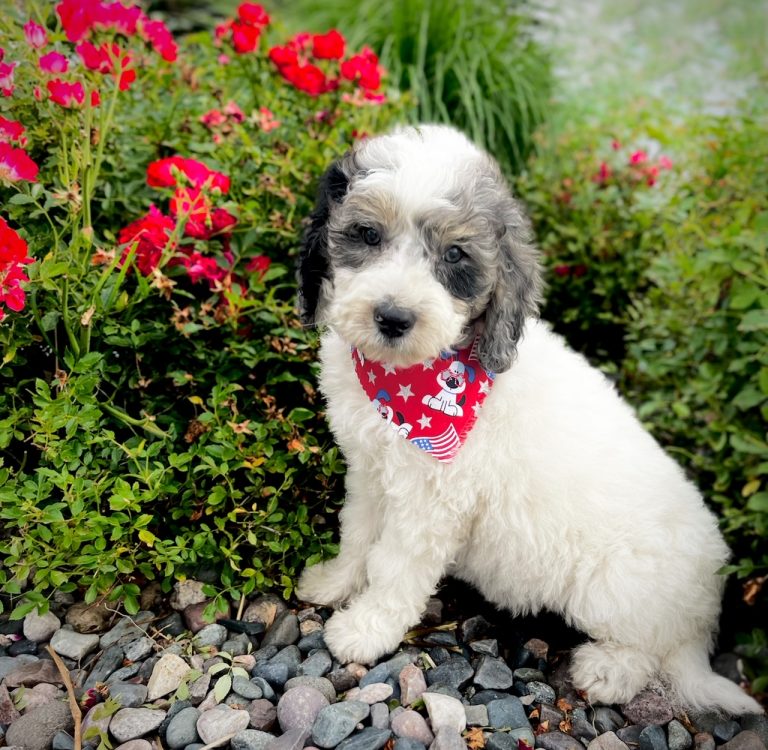 Browse Puppies - Windmere Kennels is a leader in dog breeding.