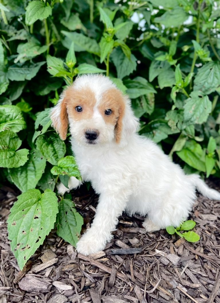 Browse Puppies - Windmere Kennels is a leader in dog breeding.