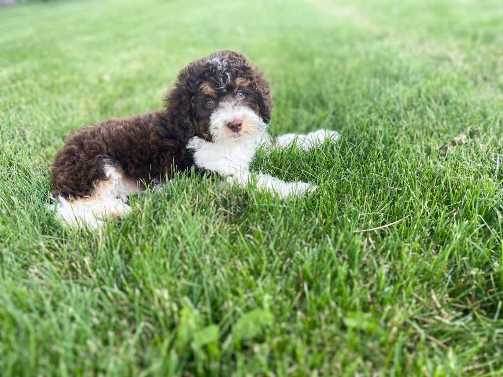 Browse Puppies - Windmere Kennels is a leader in dog breeding.