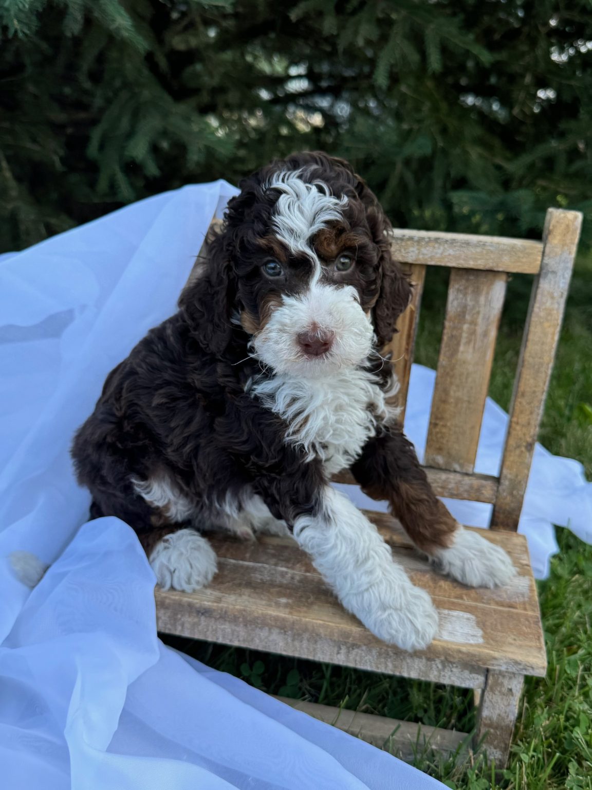 Browse Puppies - Windmere Kennels is a leader in dog breeding.