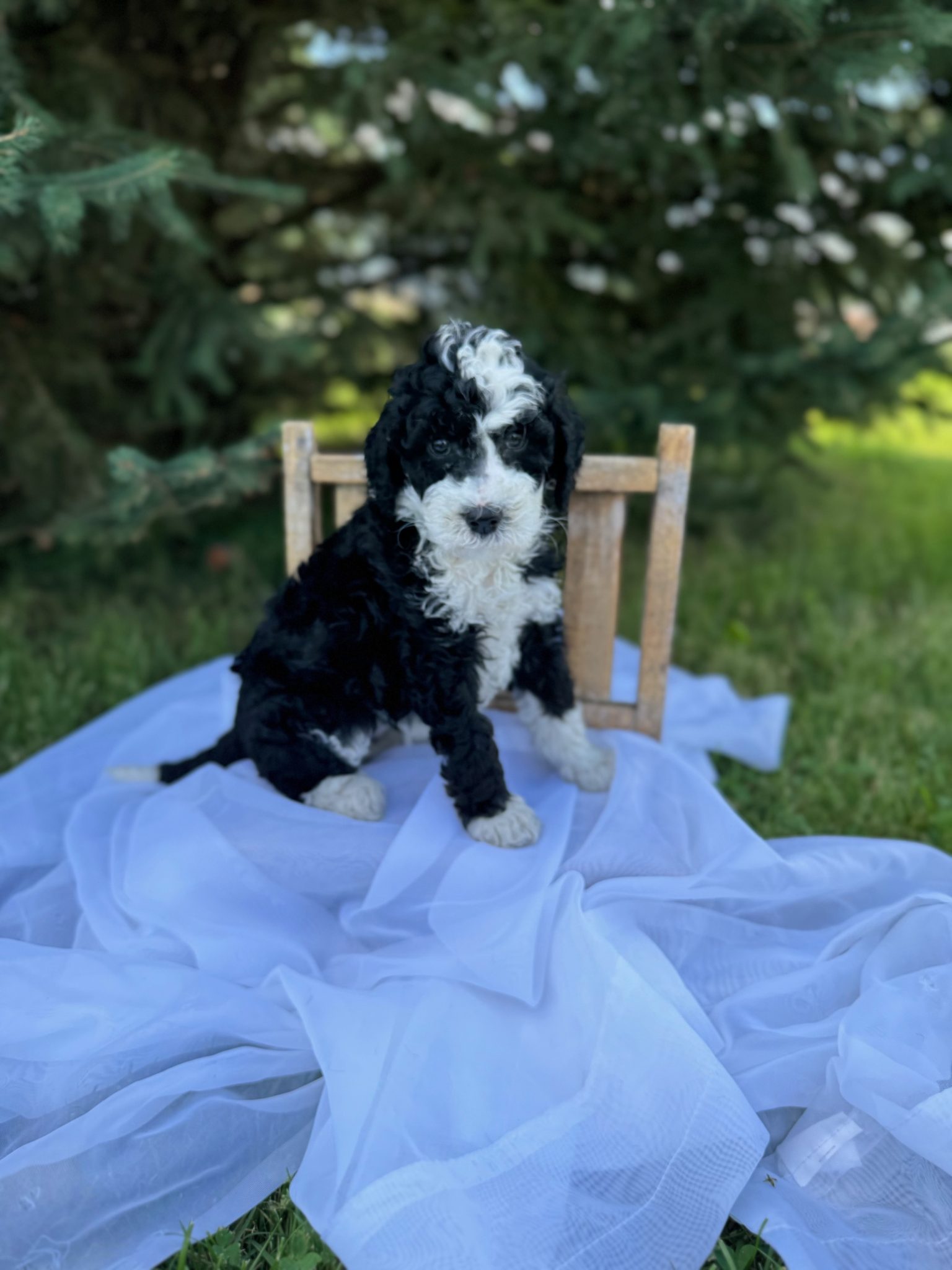 Browse Puppies - Windmere Kennels is a leader in dog breeding.