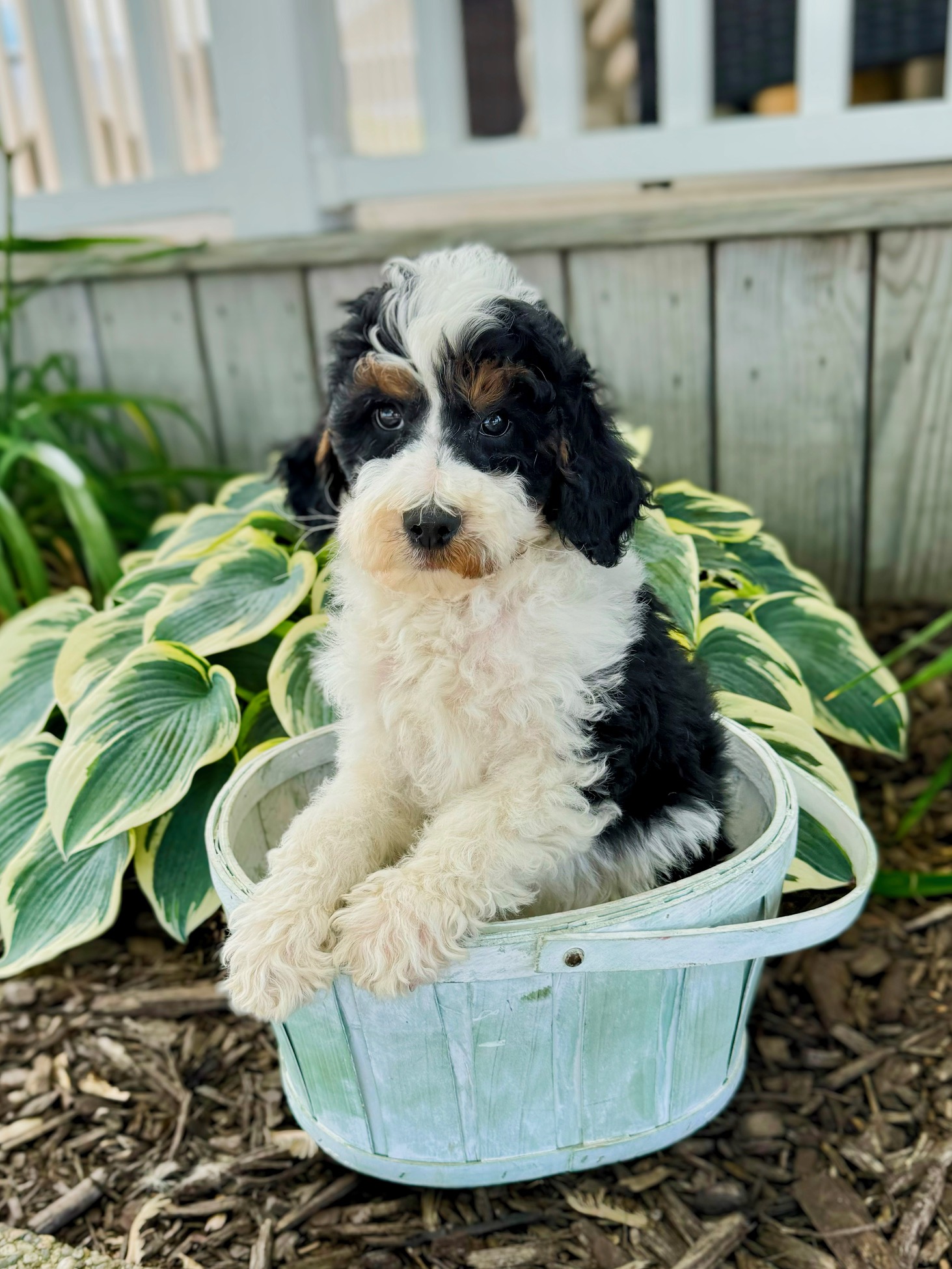 Browse Puppies - Windmere Kennels is a leader in dog breeding.