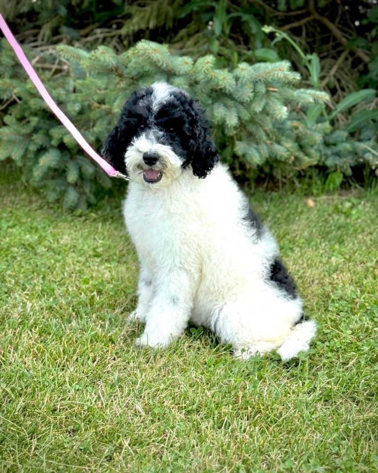 Home - Windmere Kennels is a leader in dog breeding.