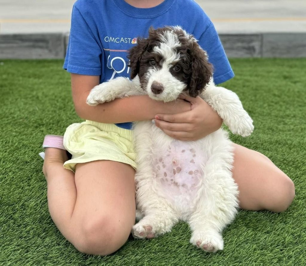 Browse Puppies - Windmere Kennels is a leader in dog breeding.