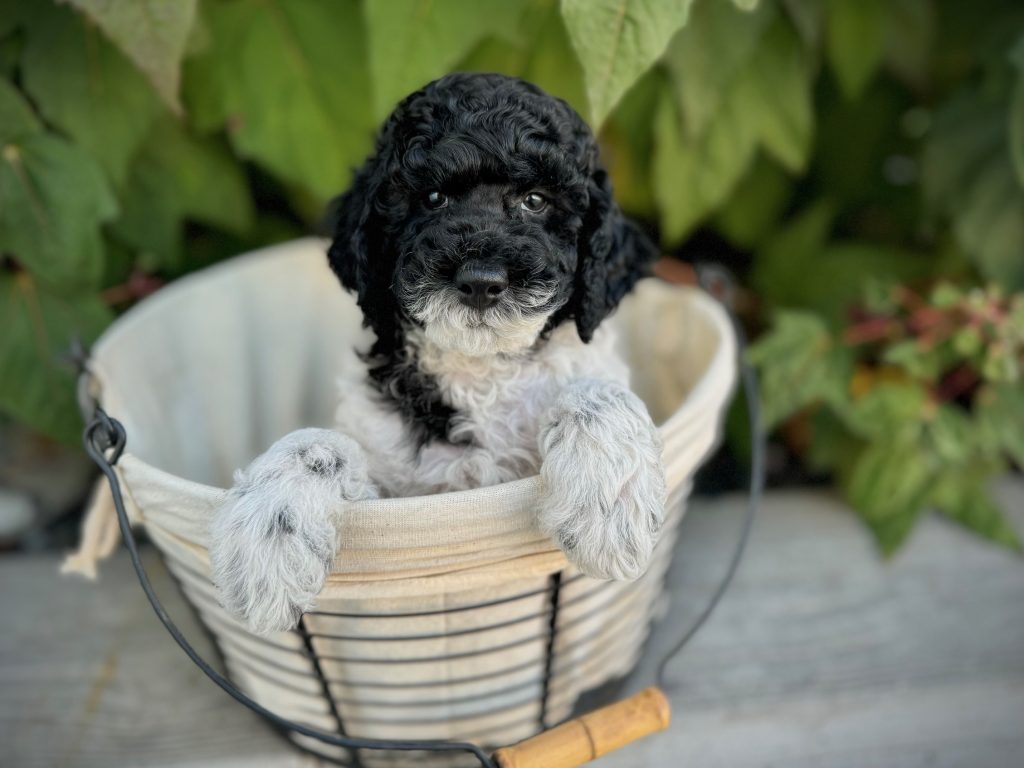 Browse Puppies - Windmere Kennels is a leader in dog breeding.