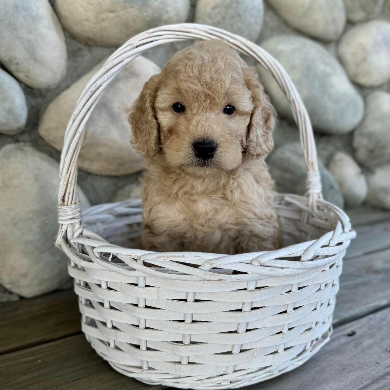 Browse Puppies - Windmere Kennels is a leader in dog breeding.