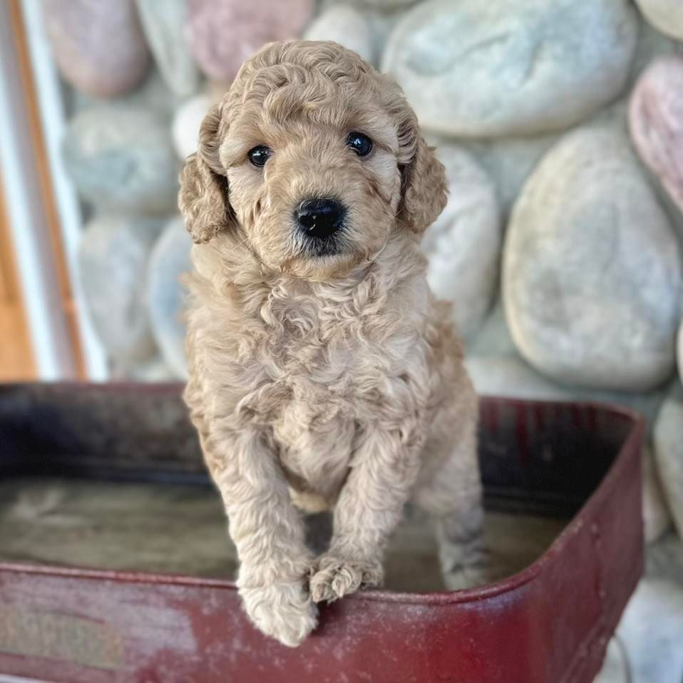 Browse Puppies - Windmere Kennels is a leader in dog breeding.