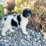 Browse Puppies - Windmere Kennels is a leader in dog breeding.