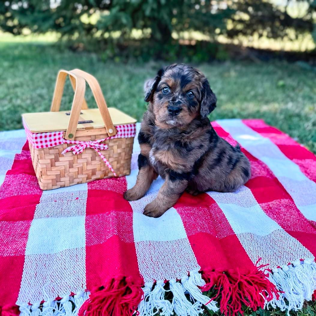 Browse Puppies - Windmere Kennels is a leader in dog breeding.