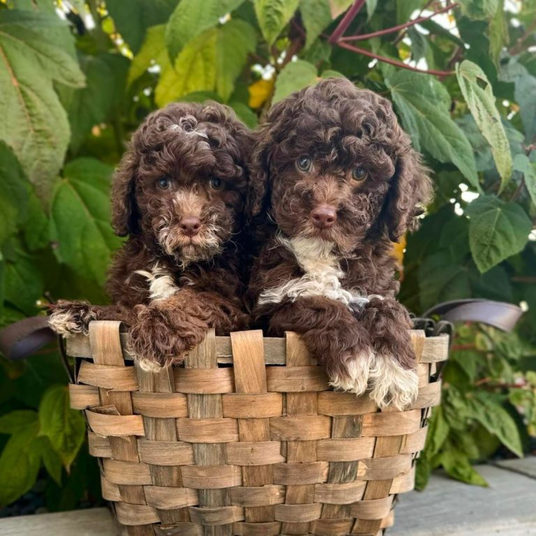 Browse Puppies - Windmere Kennels is a leader in dog breeding.