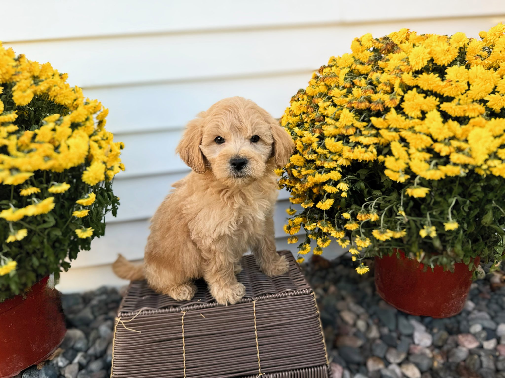 Browse Puppies - Windmere Kennels is a leader in dog breeding.