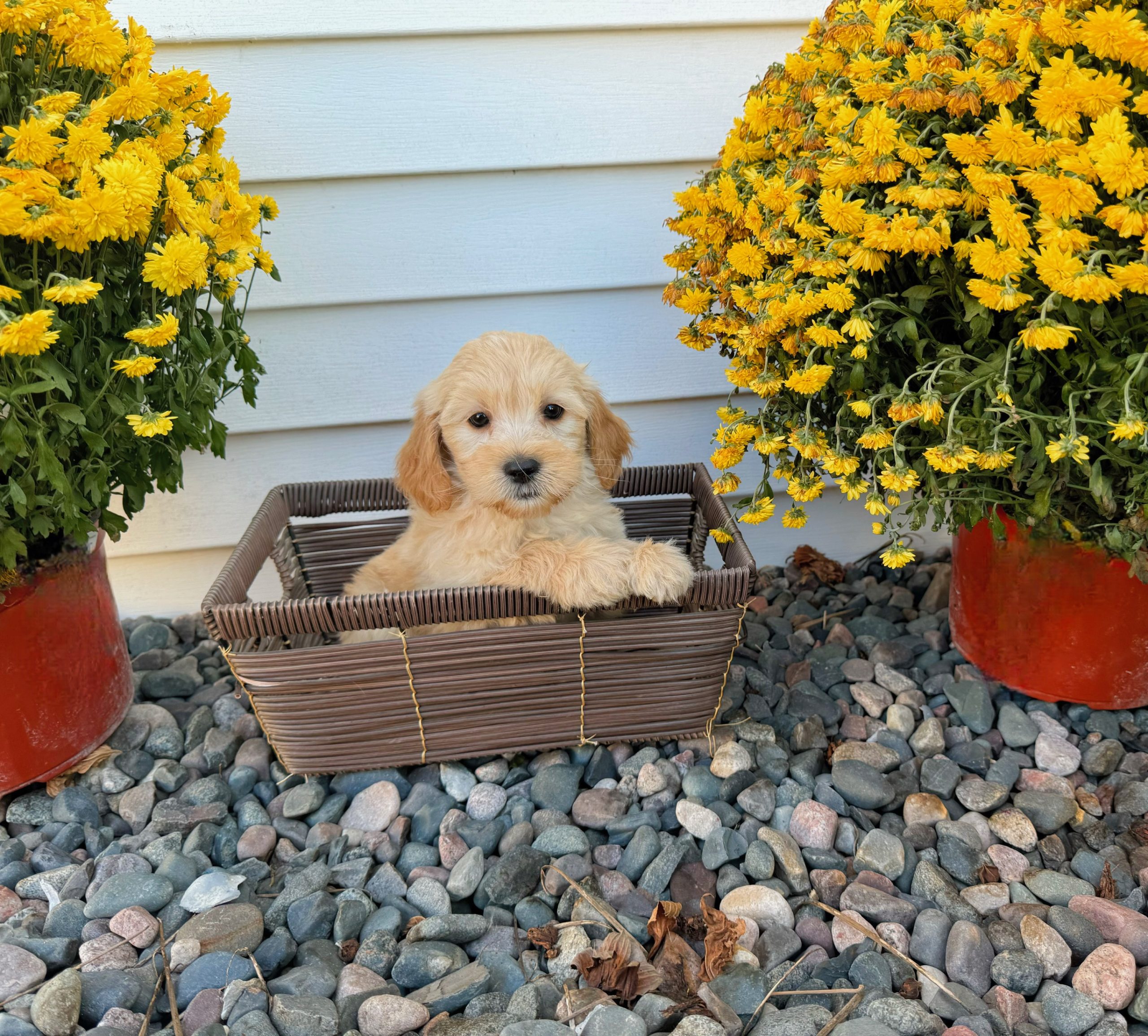 Browse Puppies - Windmere Kennels is a leader in dog breeding.