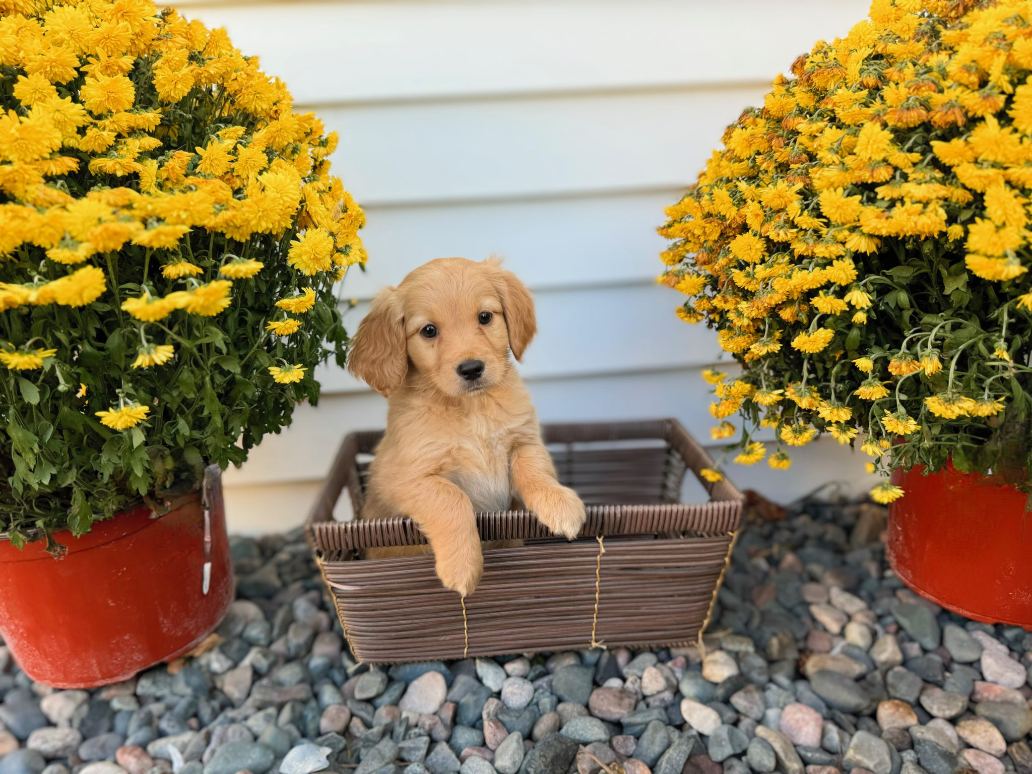 Browse Puppies - Windmere Kennels is a leader in dog breeding.